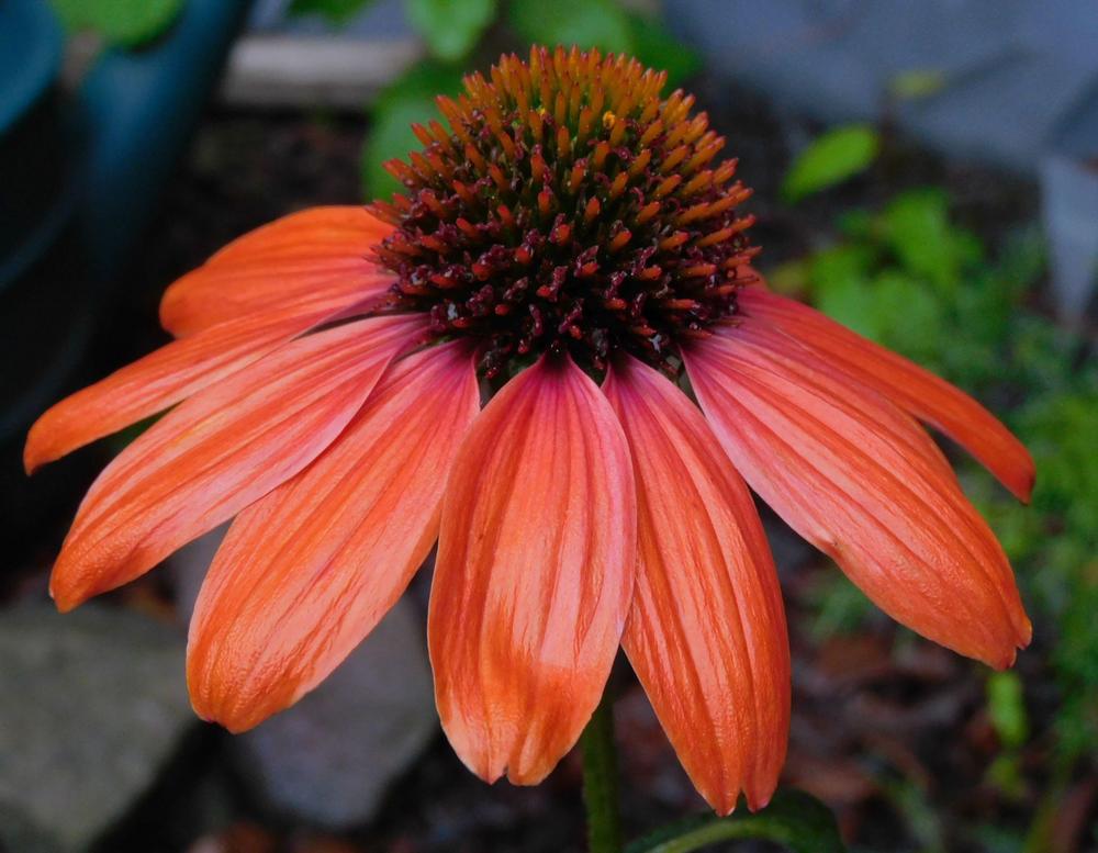 Photo of the bloom of Coneflower (Echinacea Artisan™ Collection Soft Orange) posted by adknative ...