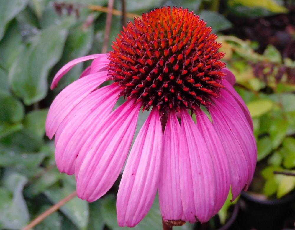 Photo of the bloom of Coneflower (Echinacea purpurea Prairie Splendor ...