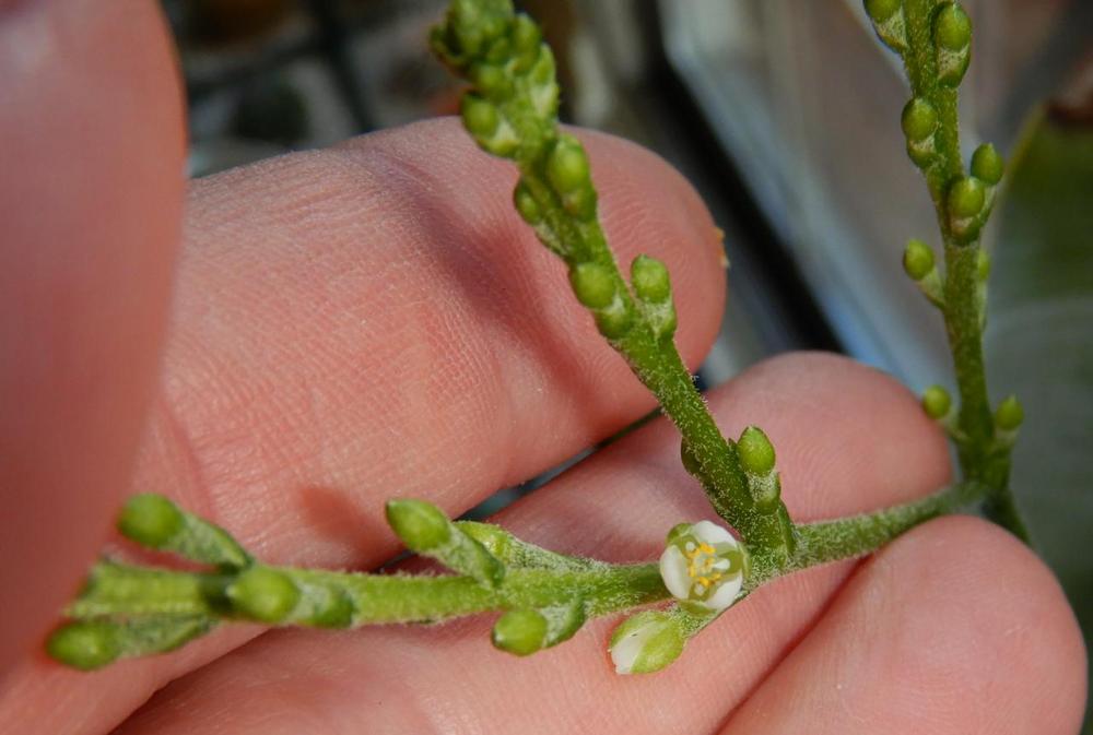 Photo of the bloom of Carnivorous Bromeliad (Brocchinia reducta) posted ...