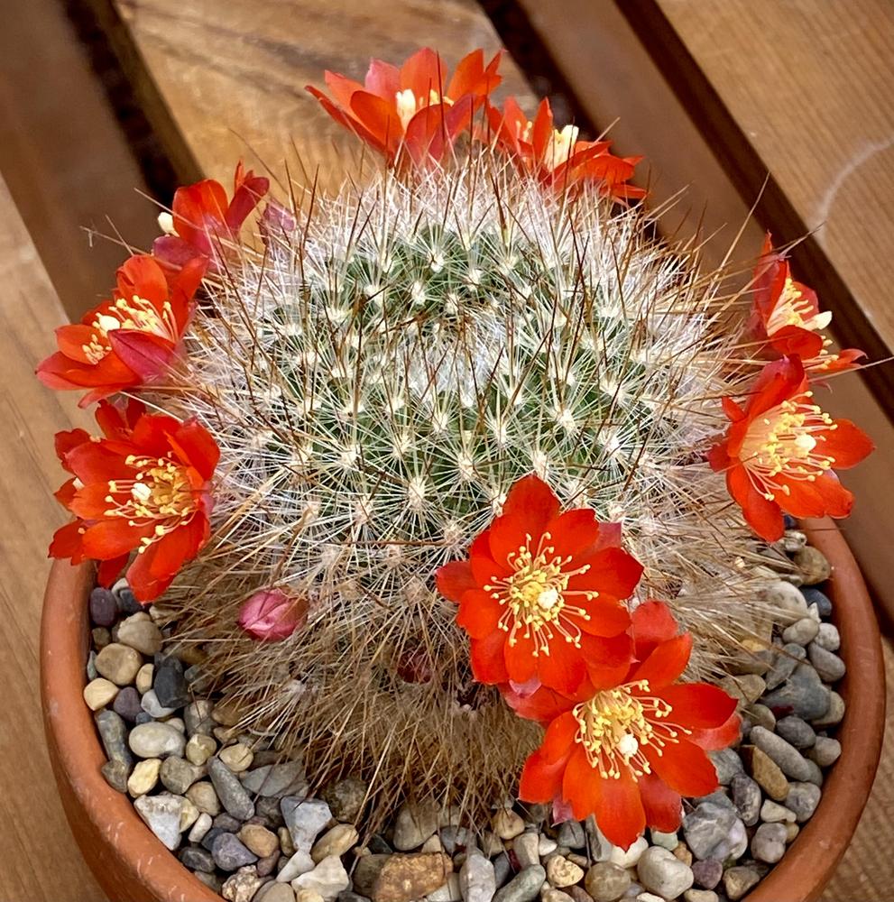 Photo of the entire plant of Flame Crown Cactus (Aylostera deminuta ...