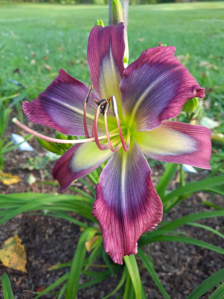 Photo of the bloom of Daylily (Hemerocallis 'Blue Viper') posted by ...
