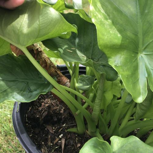 'Endless Forms Most Beautiful' The aroid photo gallery in the ...