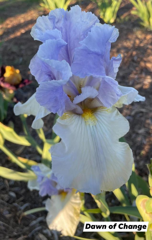 Photo of the bloom of Tall Bearded Iris (Iris 'Dawn of Change') posted ...