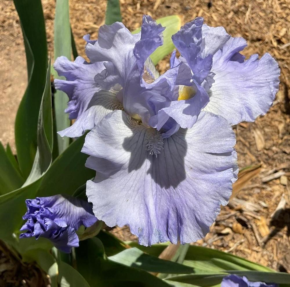 Photo of the bloom of Tall Bearded Iris (Iris 'Babbling Brook') posted by Bloomerrang - Garden.org