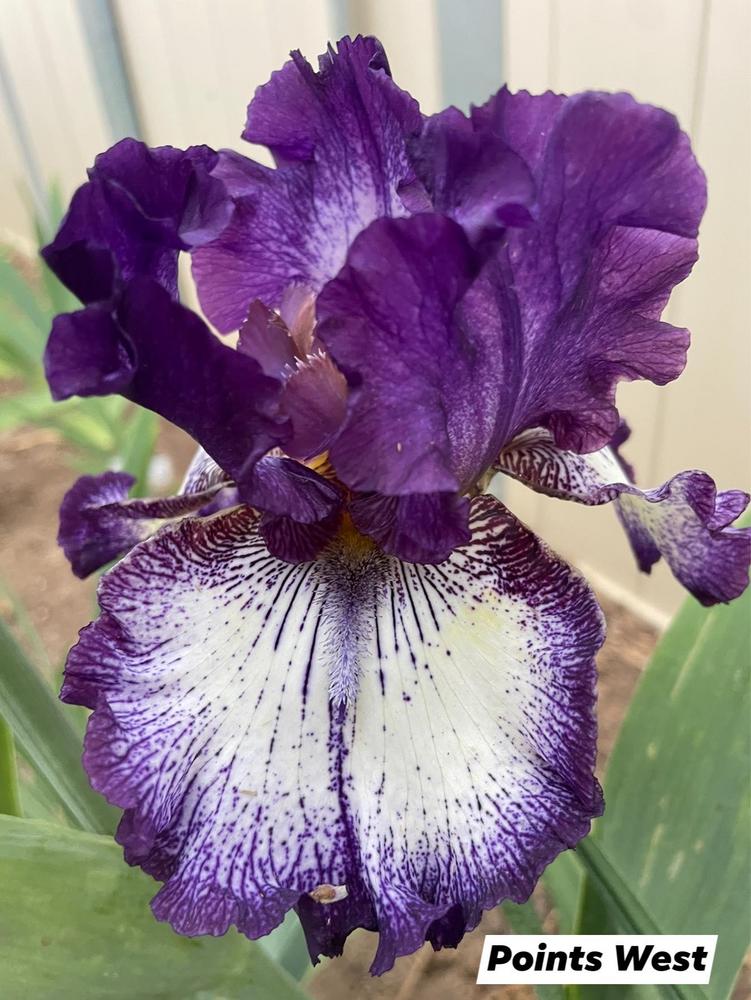 Photo of the bloom of Tall Bearded Iris (Iris 'Points West') posted by ...