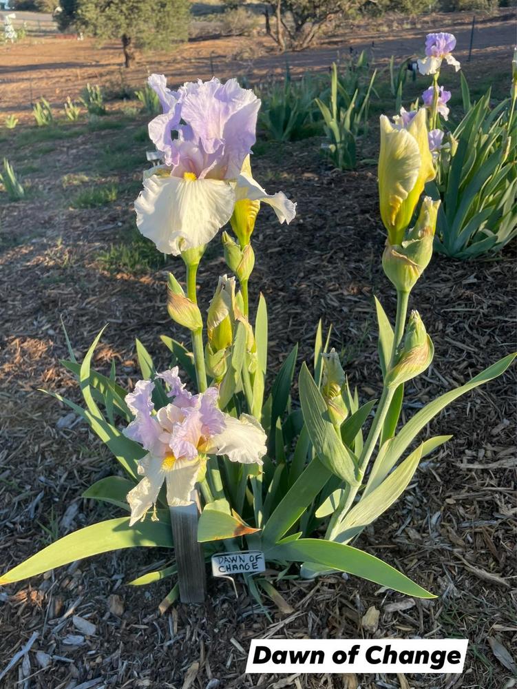 Photo of the entire plant of Tall Bearded Iris (Iris 'Dawn of Change ...
