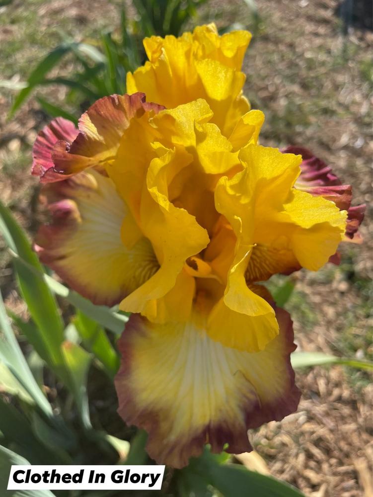 Photo of the bloom of Tall Bearded Iris (Iris 'Clothed in Glory') posted by Bloomerrang - Garden.org