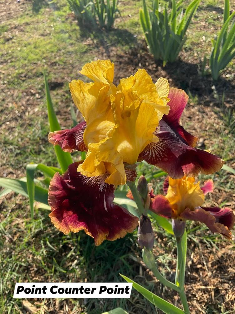 Photo of the bloom of Tall Bearded Iris (Iris 'Point Counterpoint ...
