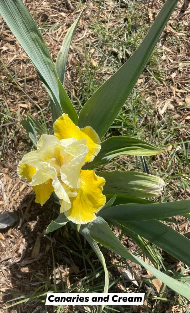 Photo of the entire plant of Tall Bearded Iris (Iris 'Canary Delight ...