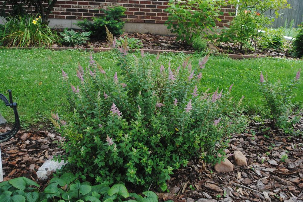 Photo of the entire plant of Steeplebush (Spiraea tomentosa) posted by ...