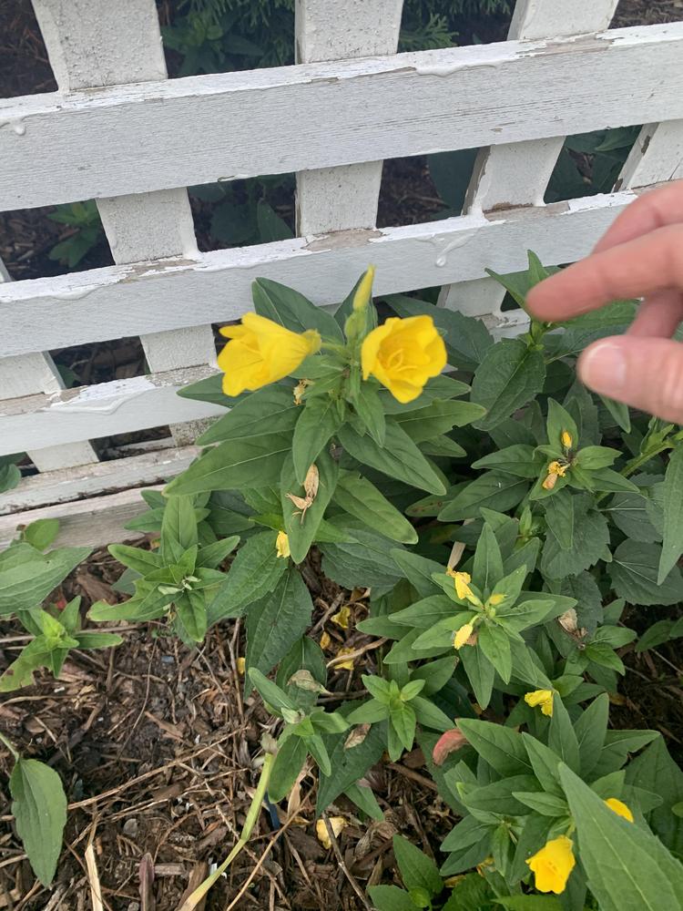 ID this plant -yellow cup flower in the Plant ID forum - Garden.org