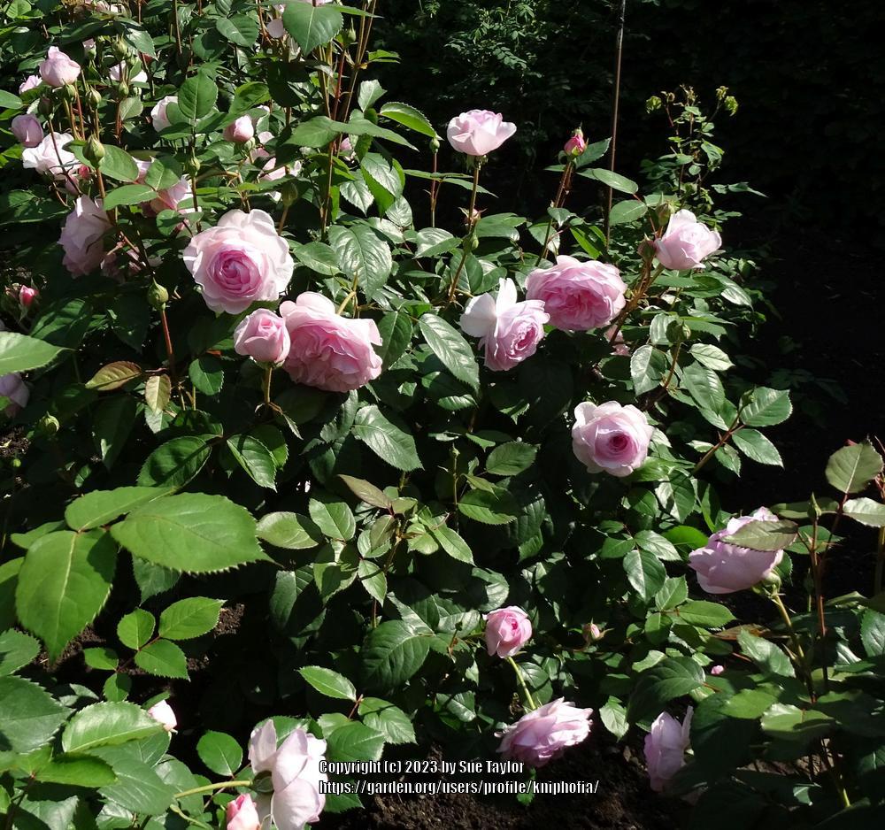 Photo of the bloom of Rose (Rosa 'Queen Anne') posted by kniphofia ...