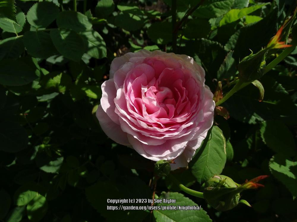 Photo of the bloom of Rose (Rosa 'Queen Anne') posted by kniphofia ...