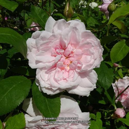 Rose (Rosa 'Barbara Austin') in the Roses Database - Garden.org