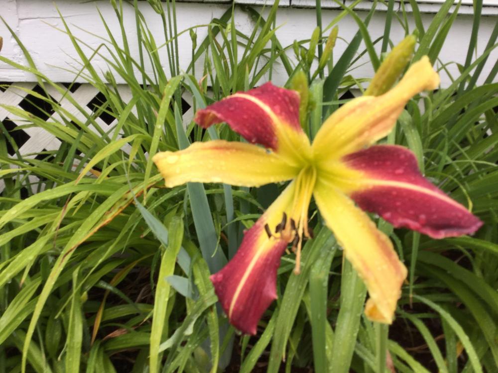 Photo of the bloom of Daylily (Hemerocallis 'Radiation Biohazard ...