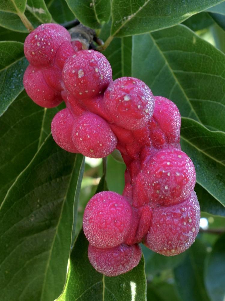 Zen Magnolia (Magnolia zenii) in the Magnolias Database - Garden.org