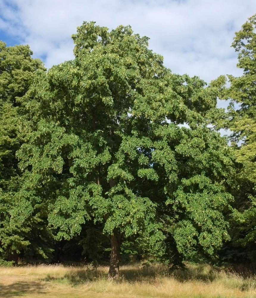 Photo of the entire plant of Japanese Linden (Tilia japonica 'Ernest ...