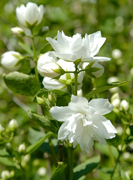 Photo of the bloom of Mock Orange (Philadelphus 'Buckley's Quill') posted by scvirginia - Garden.org