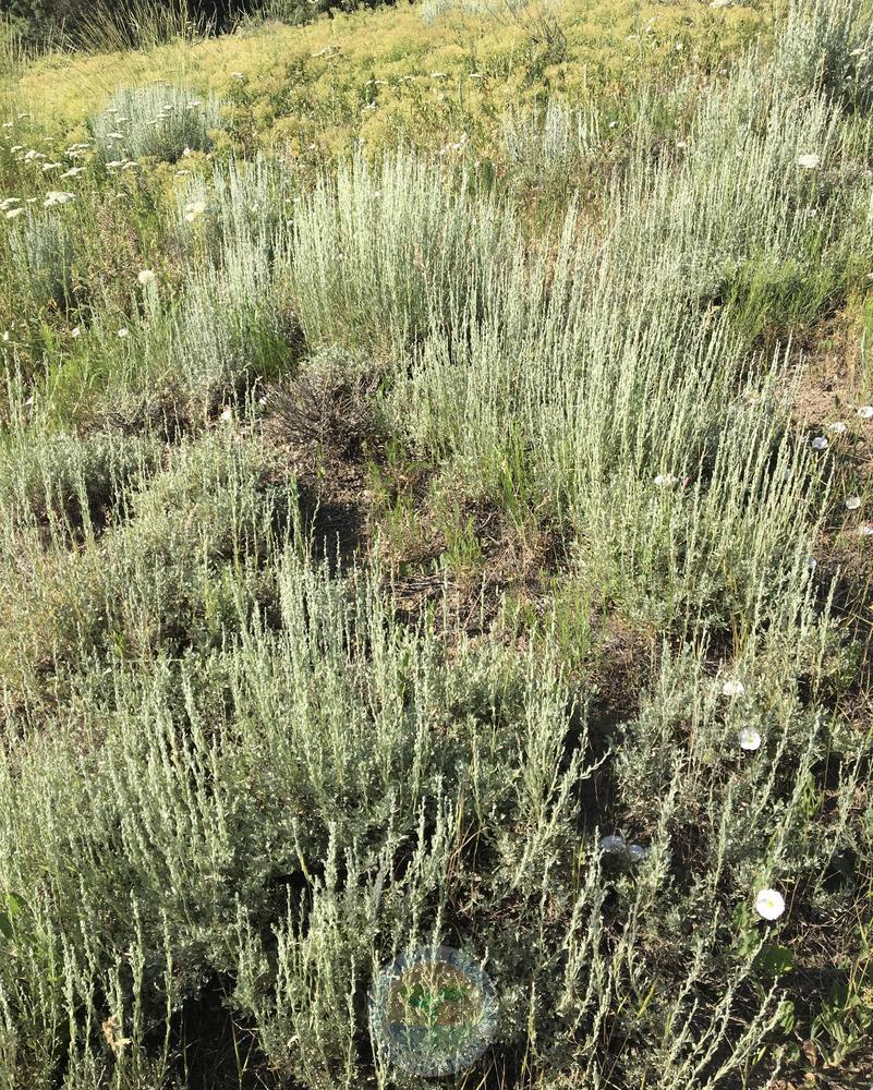 Photo of the habitat view of Gray Low Sagebrush (Artemisia arbuscula ...