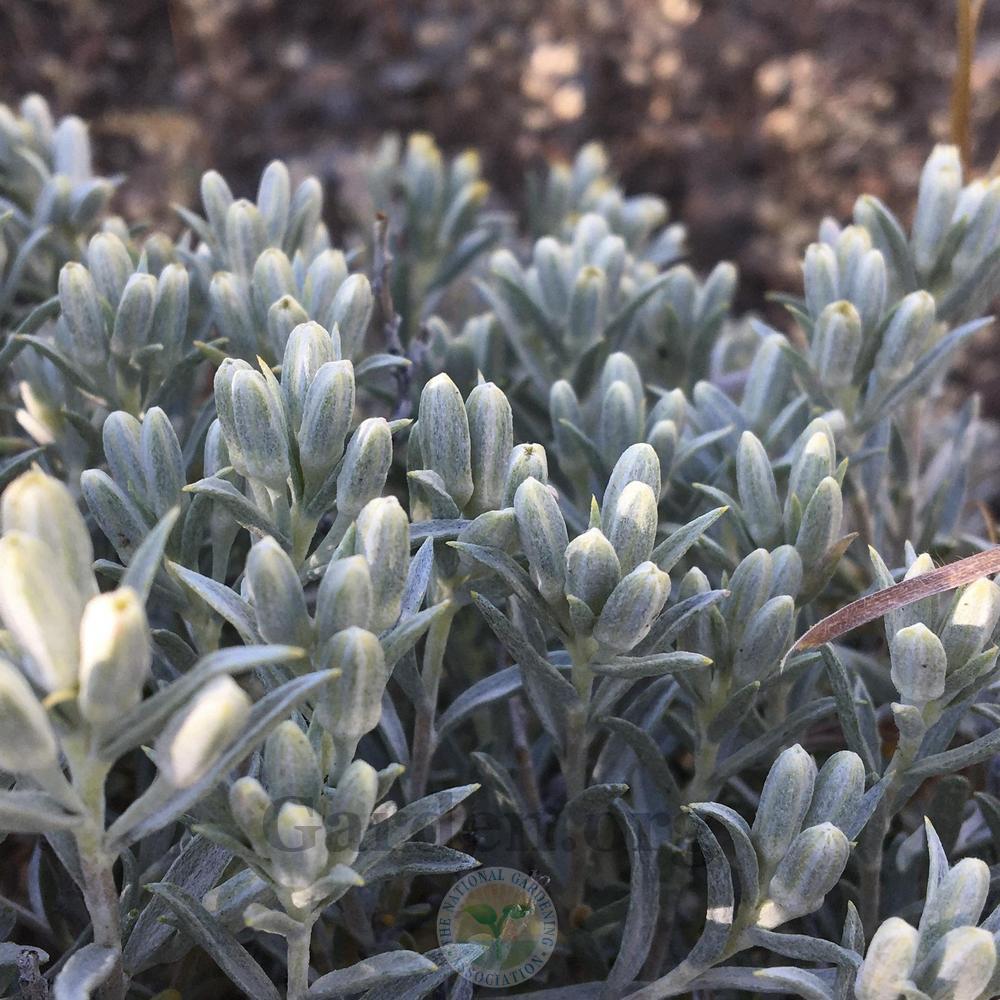 Photo of the closeup of buds, sepals and receptacles of Gray Horsebrush ...