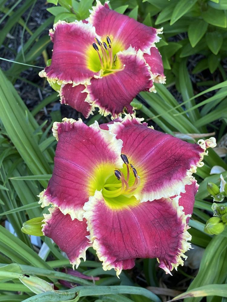 Photo of the bloom of Daylily (Hemerocallis 'Shark Infested Waters ...