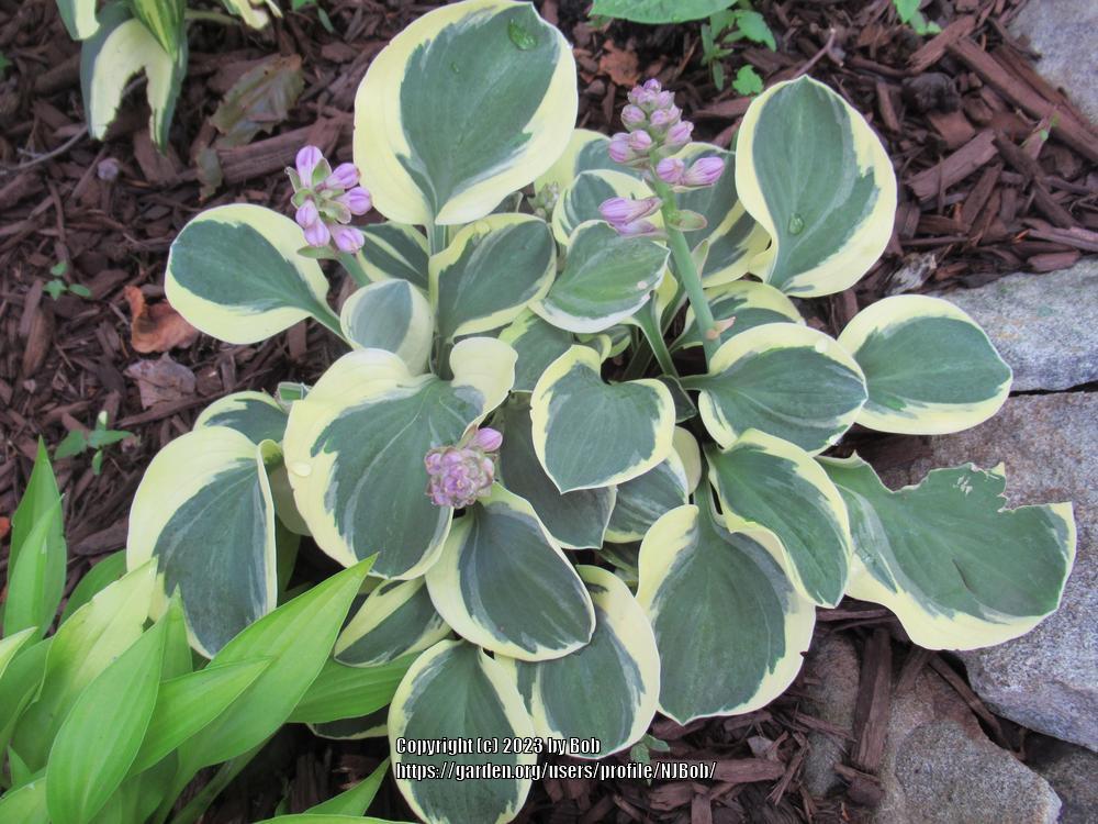 Hosta 'Mighty Mouse' in the Hostas Database - Garden.org