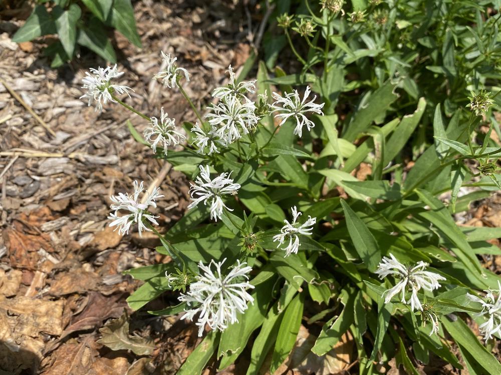 Photo of the bloom of Mohr's Barbara Button (Marshallia mohrii) posted ...