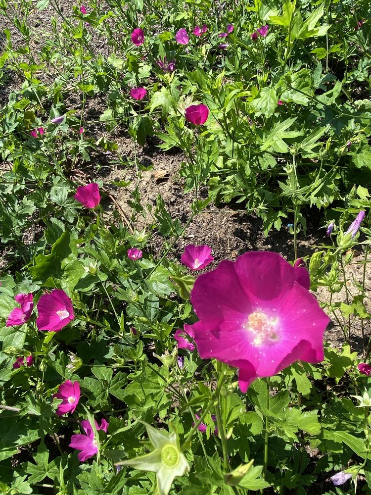 Photo of the bloom of Poppy Mallow (Callirhoe bushii) posted by SL ...