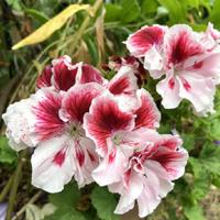 Photo of the bloom of Regal Geranium (Pelargonium x domesticum Elegance ...