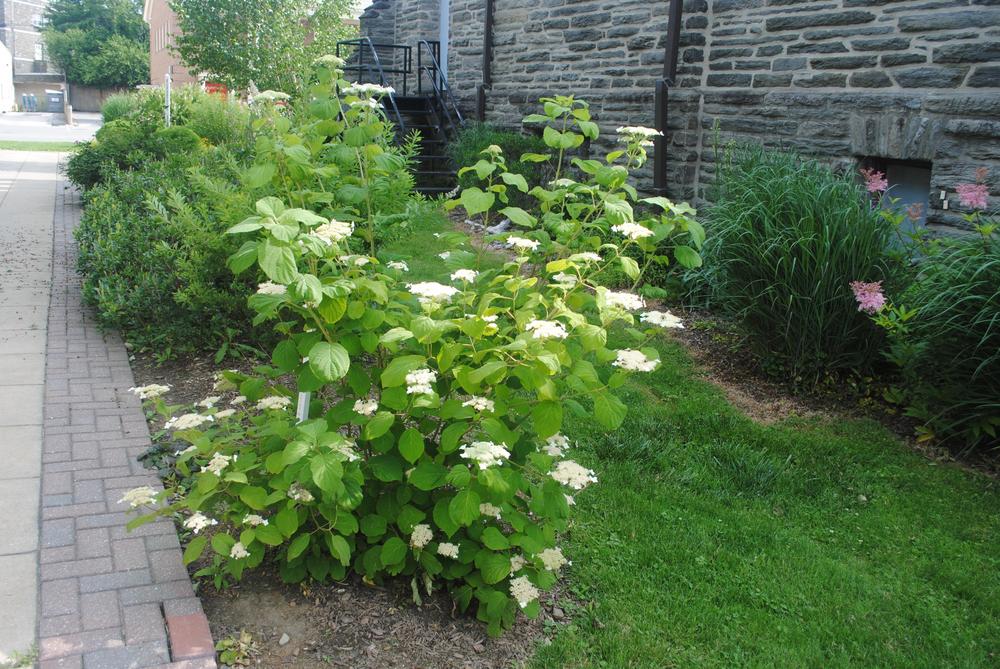Smooth Hydrangea (Hydrangea arborescens) in the Hydrangeas Database ...