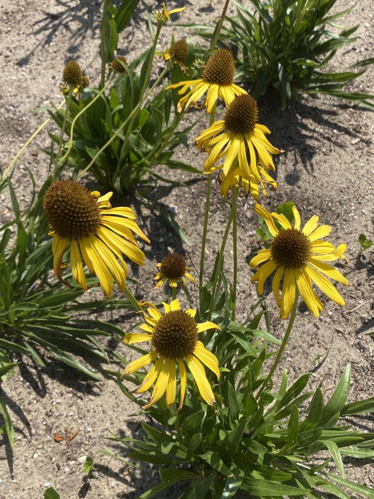 Photo of the bloom of Yellow Coneflower (Echinacea paradoxa var ...