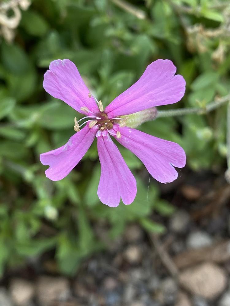 Photo of the bloom of Catchfly (Silene schafta) posted by SL_gardener ...