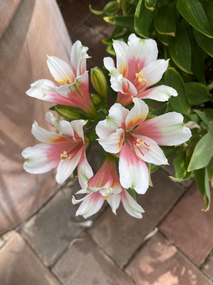 Photo of the bloom of Peruvian Lily (Alstroemeria Inca Lucky™) posted ...
