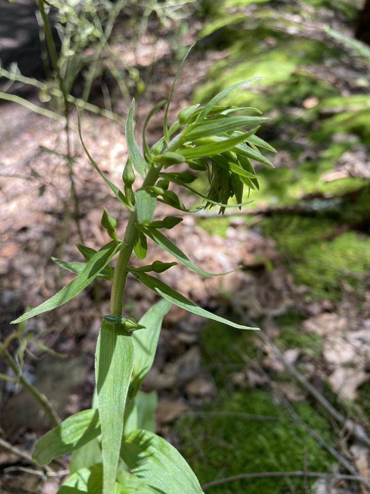 Photo of the entire plant of Broad-Leaved Helleborine (Epipactis ...