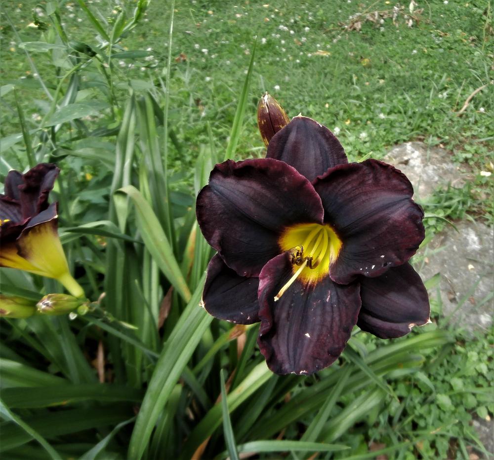 Photo of the bloom of Daylily (Hemerocallis 'Midnight Oil') posted by dreamstreetdesigns ...