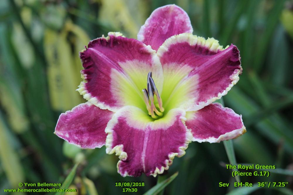 Photo of the bloom of Daylily (Hemerocallis 'The Royal Greens') posted ...