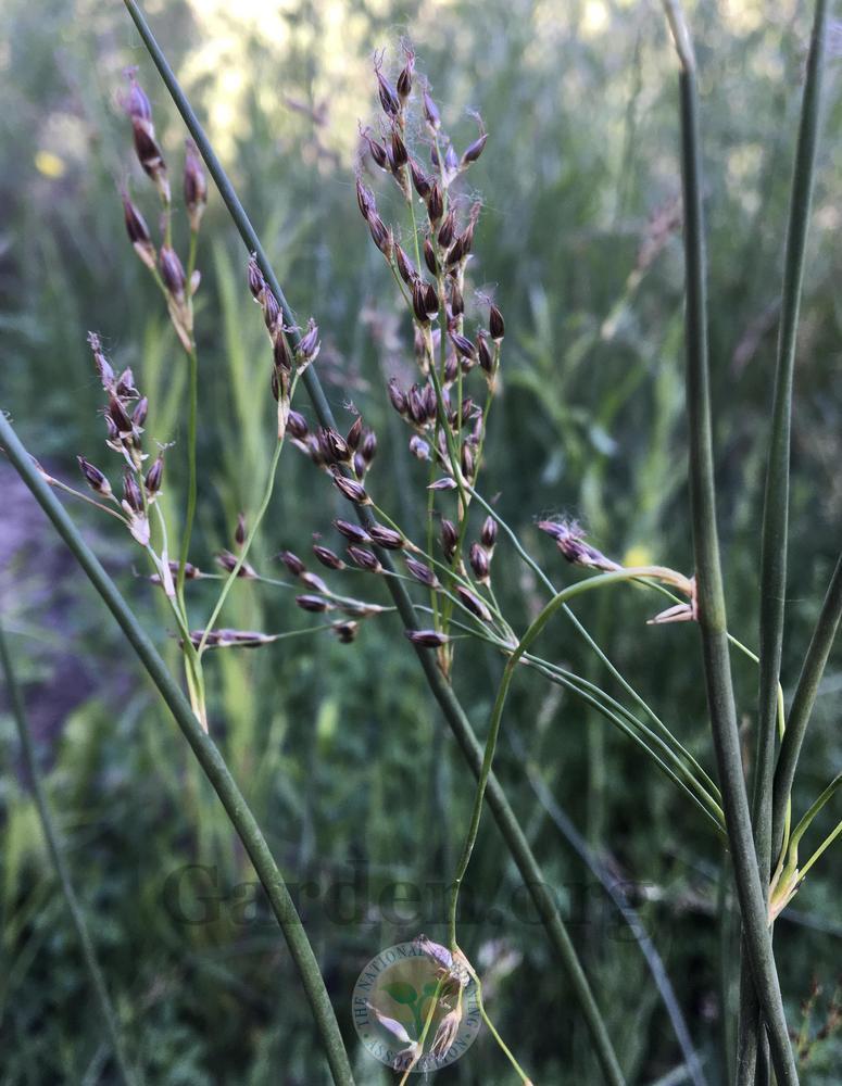 Photo of the closeup of buds, sepals and receptacles of Mountain Rush ...