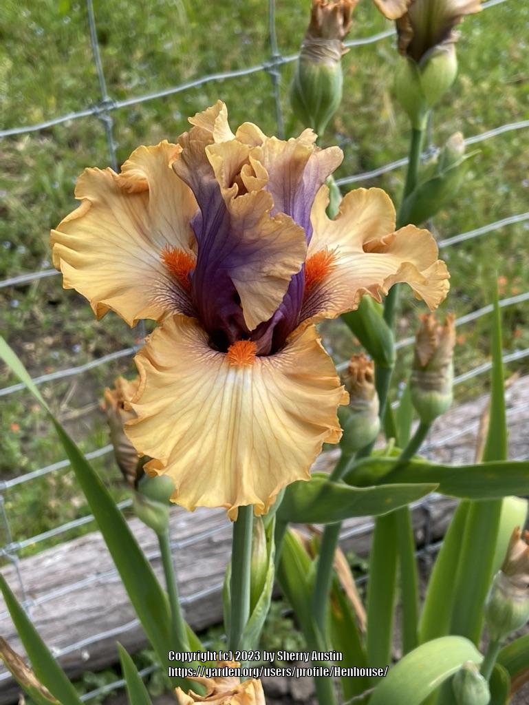 Photo of the bloom of Tall Bearded Iris (Iris 'Color Capers') posted by ...