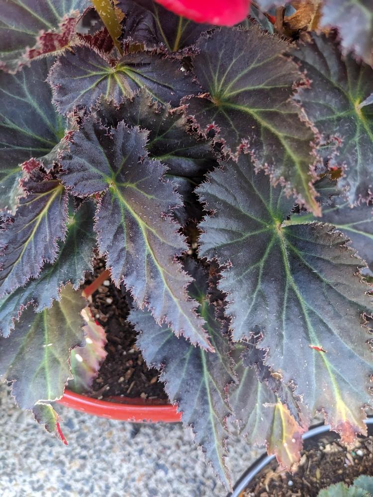Photo of the leaves of Tuberous Begonia (Begonia x tuberhybrida 'Mocca Cherry') posted by Joy ...