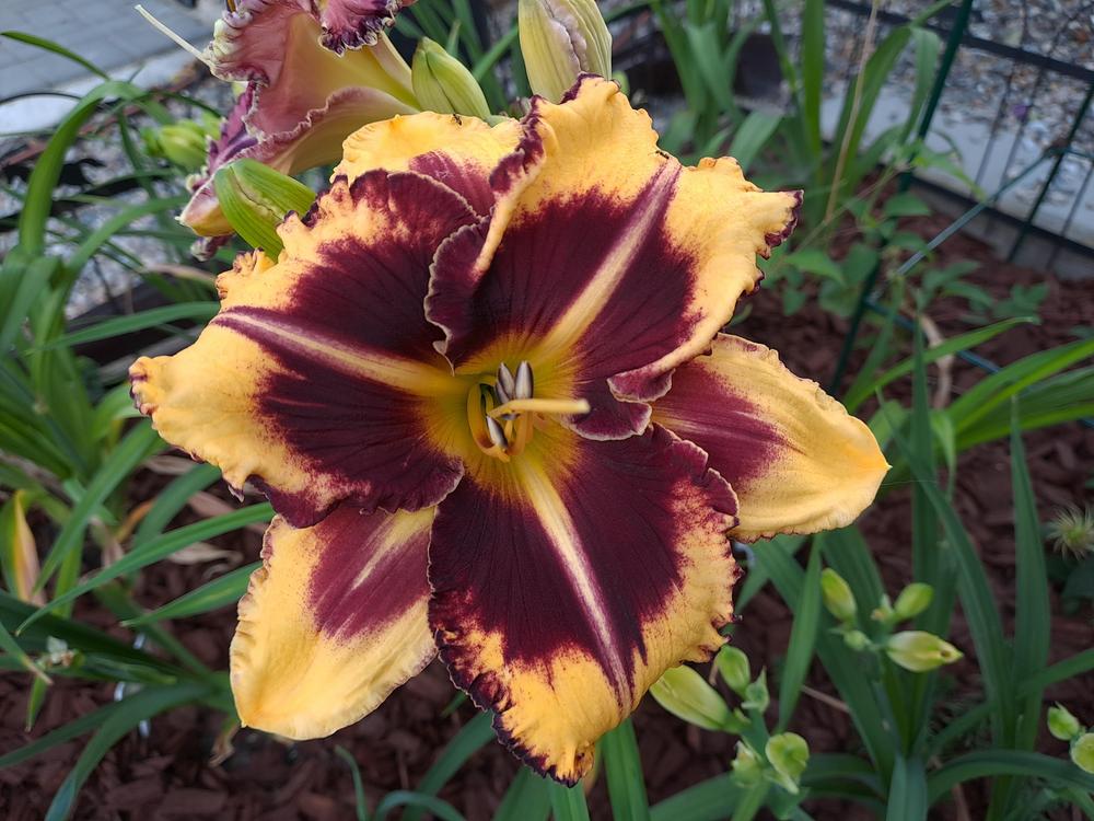 Photo of the bloom of Daylily (Hemerocallis 'First Encounter') posted by daniaday - Garden.org