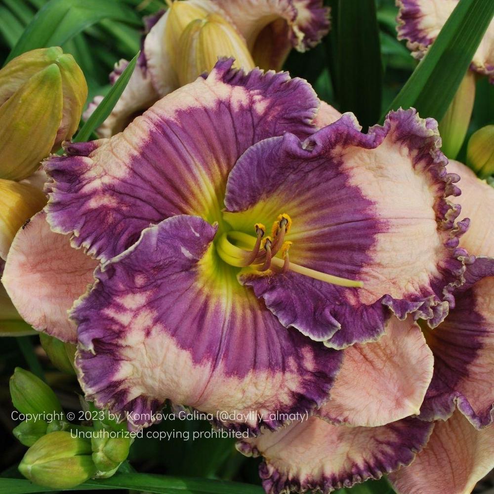 Photo of the bloom of Daylily (Hemerocallis 'Blue Reality') posted by ...