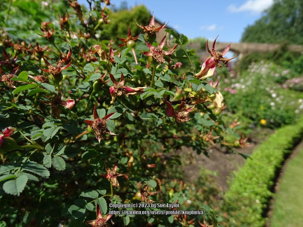 Photo of the seed pods or heads of Rose (Rosa 'Dunwich Rose') posted by ...