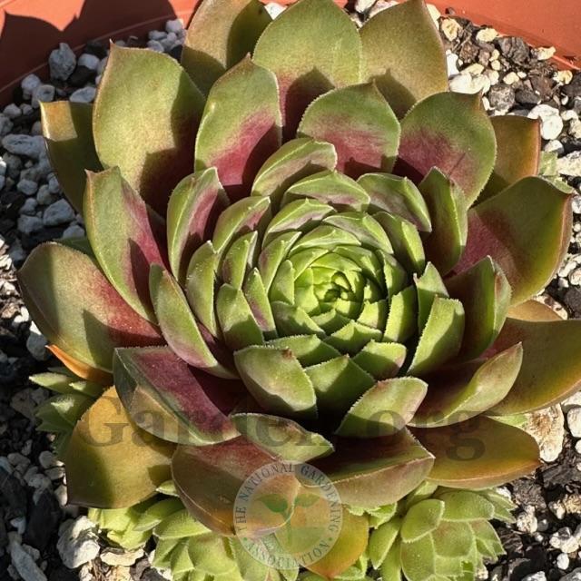 Photo of the entire plant of Hen and chicks (Sempervivum Colorockz ...
