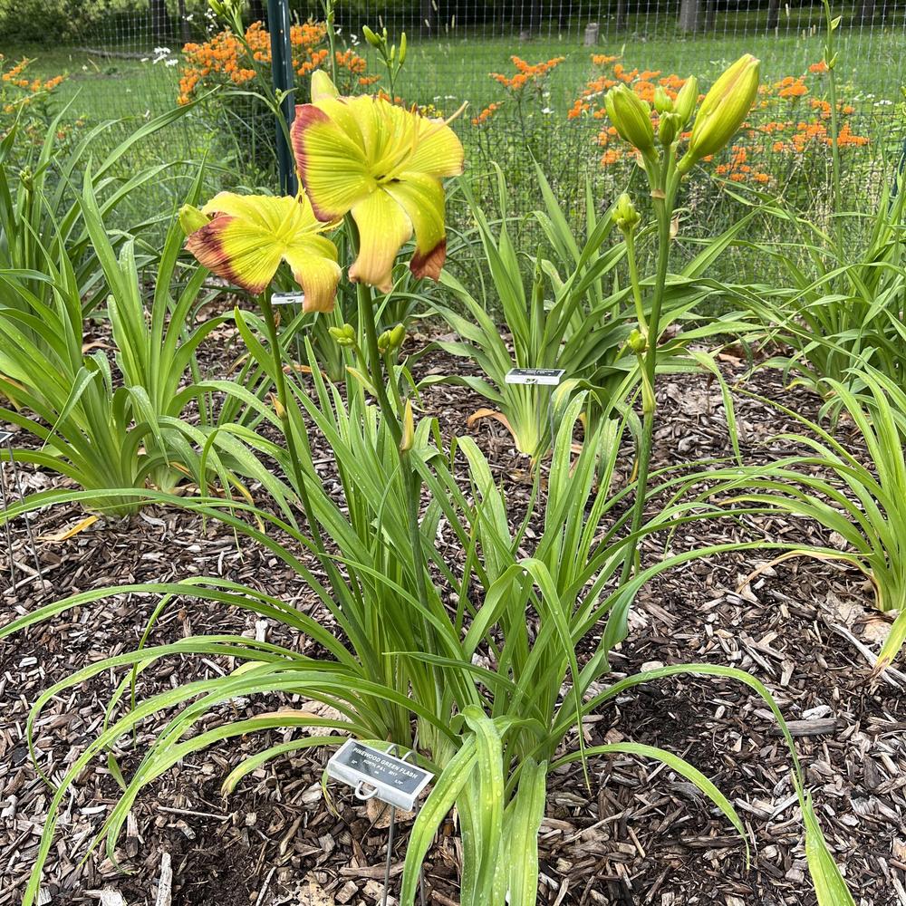Photo of the entire plant of Daylily (Hemerocallis 'Pinewood Green ...