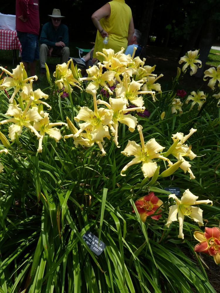 Daylily (Hemerocallis 'Small World Dancing in Heaven') in the Daylilies Database - Garden.org