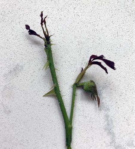 Rose Midge and Blind Shoots in the Roses forum - Garden.org