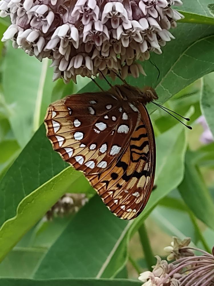 ID orange & black spotted butterflies (photos) in the Gardening for ...
