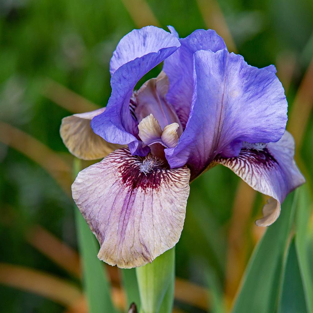 Photo of the bloom of Arilbred Iris (Iris 'Prairie Thunder') posted by ...