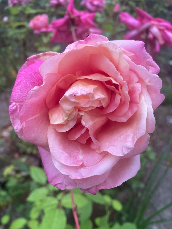 Rose (Rosa 'Dr. Grill') in the Roses Database - Garden.org