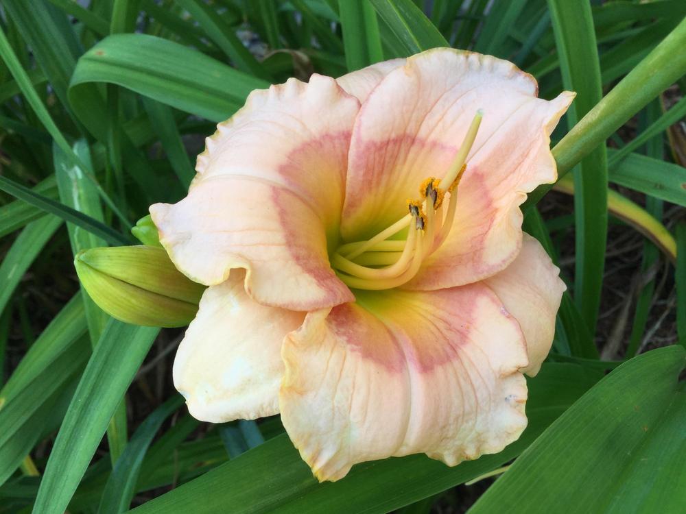 Photo of the bloom of Daylily (Hemerocallis 'Raspberry Winter') posted ...